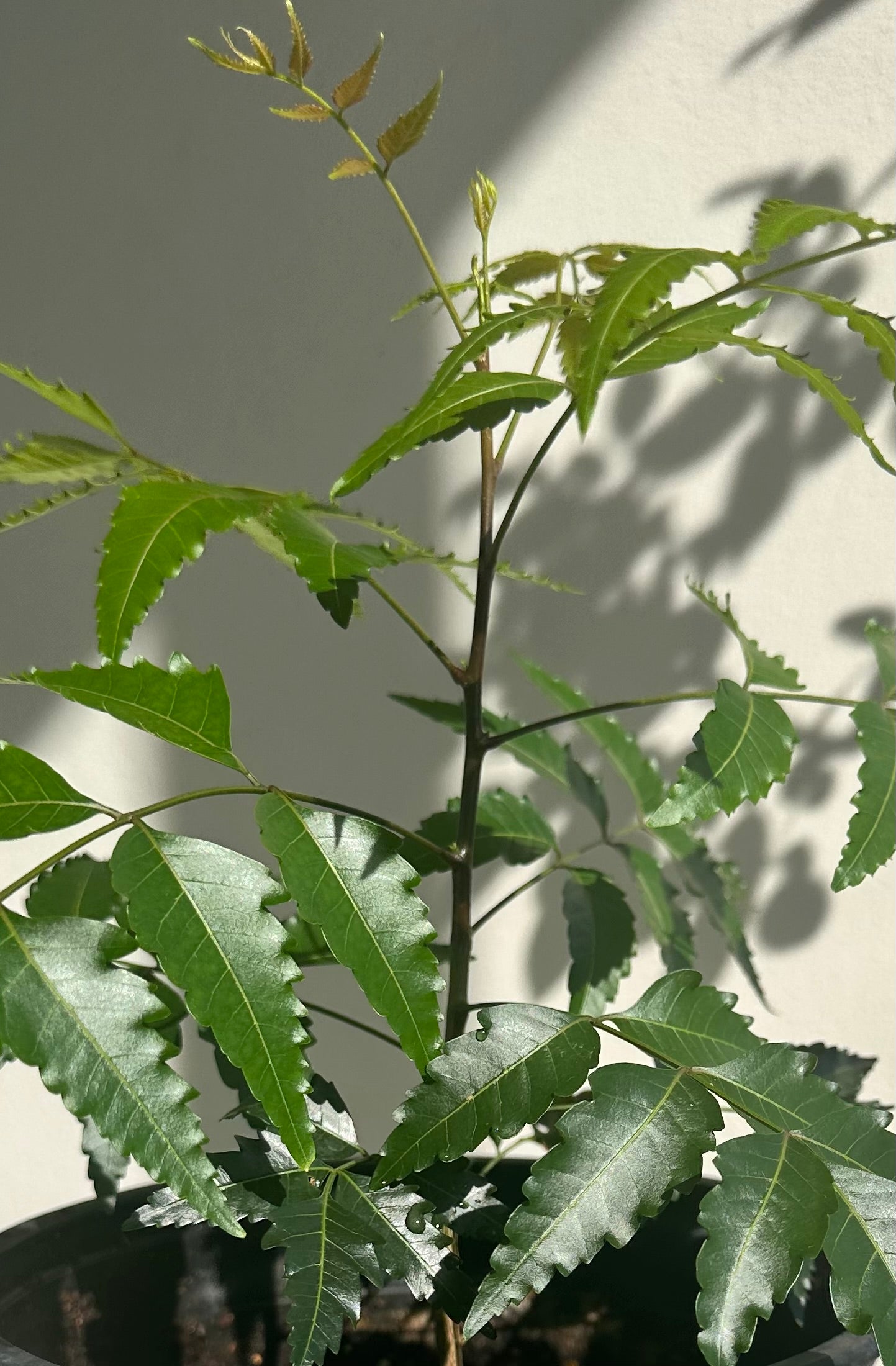 Neem Plant - 4” Pot - Pre-Order Only - Free Shipping – VVF Tropicals