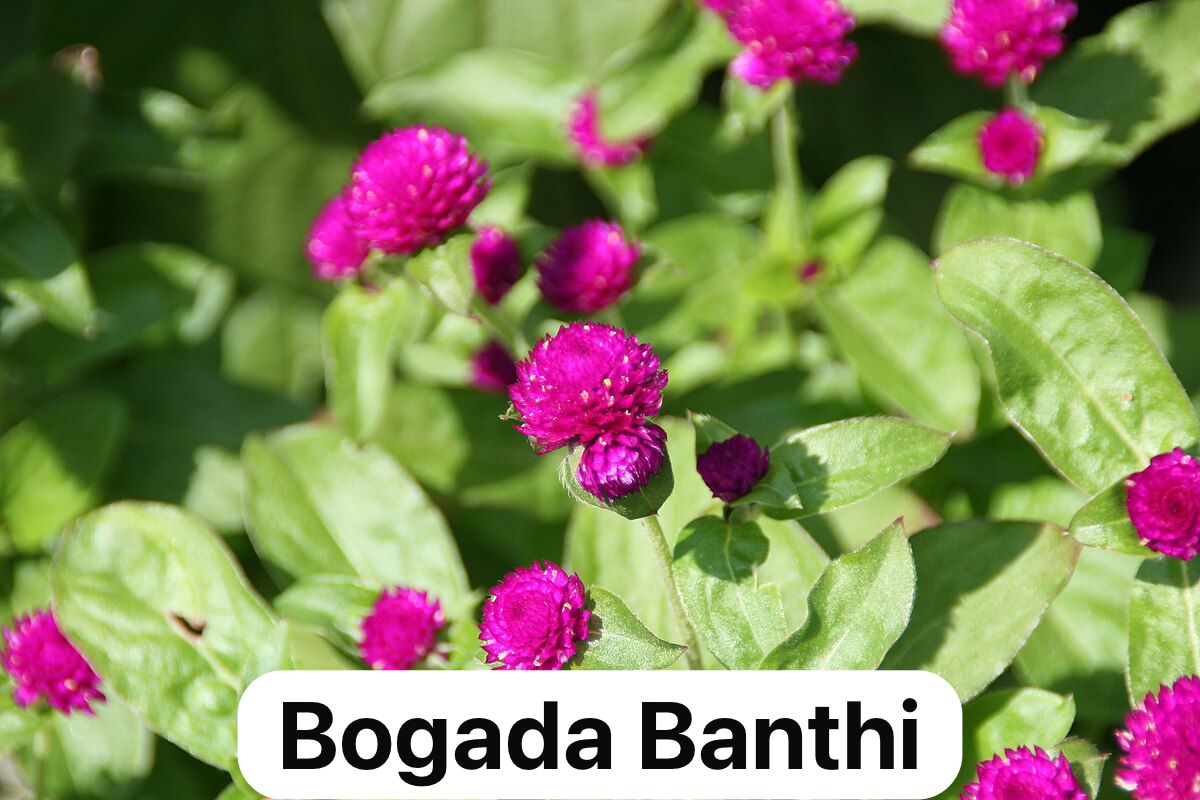 Bogada Banthi - 4” pot - Free Shipping – VVF Tropicals