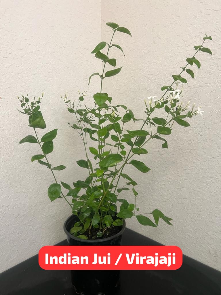 Indian Jui Jasmine / Virajaji - 3 Gallon Pot - Free Shipping – VVF ...
