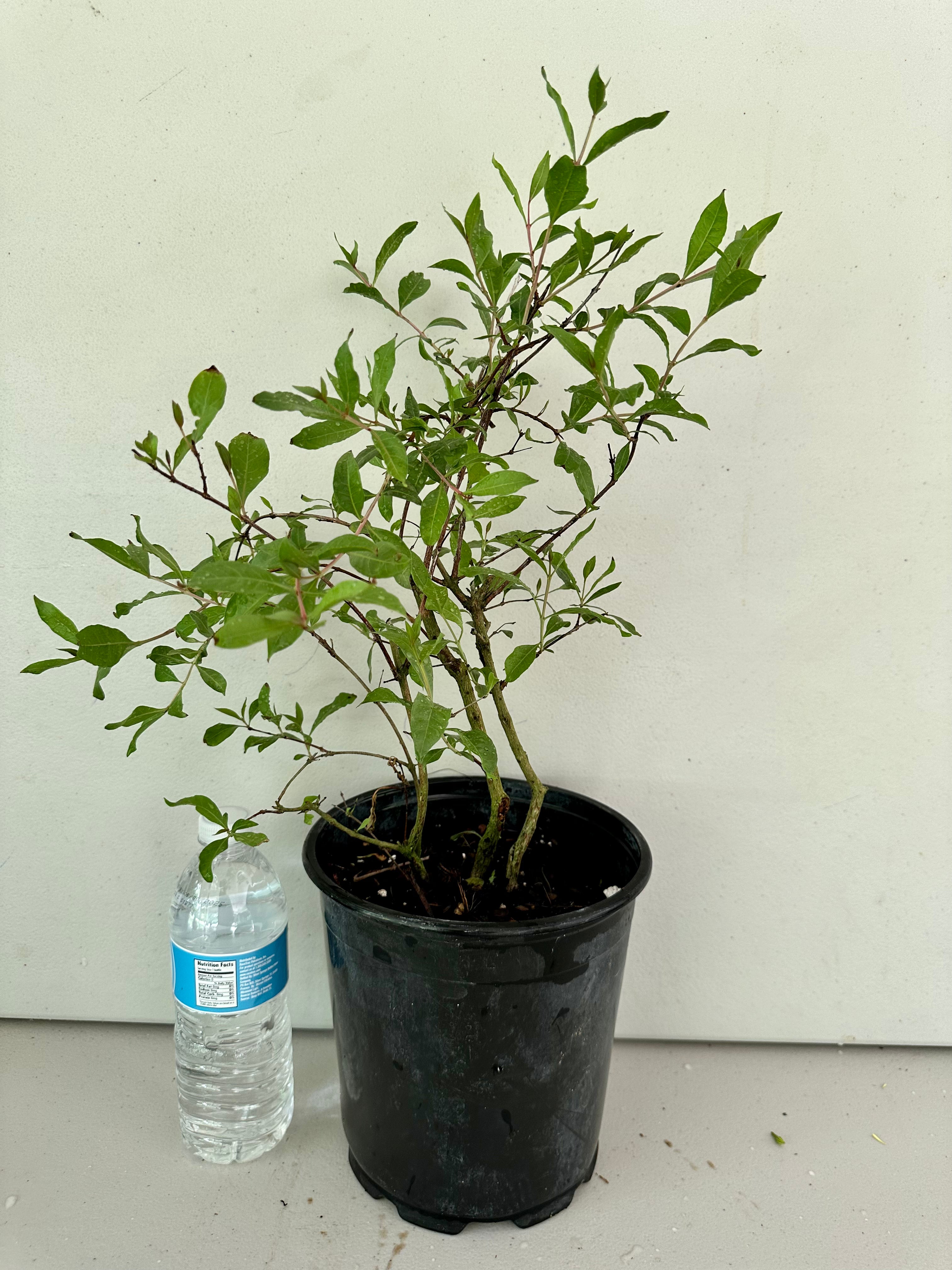 Henna - 1 Gallon Pot - Free Shipping – VVF Tropicals