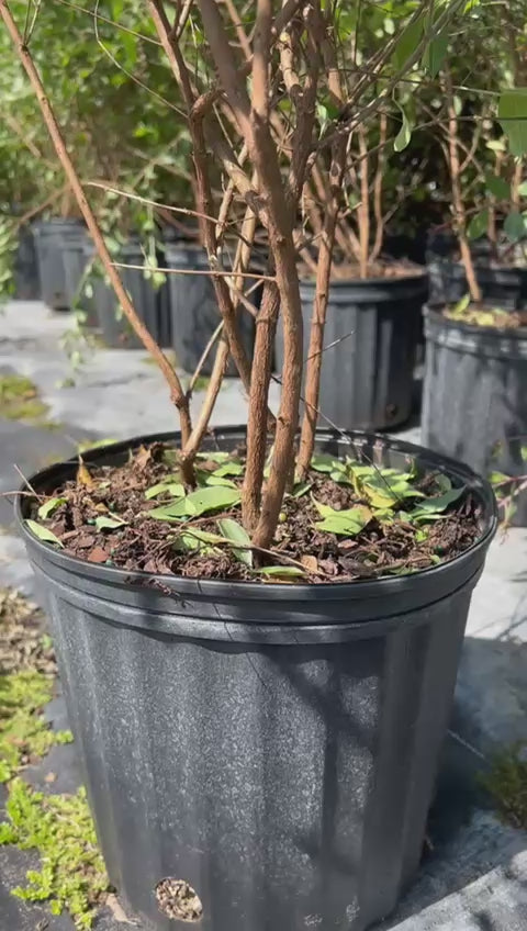 Henna - 3 Gallon Pot - Free Shipping – VVF Tropicals