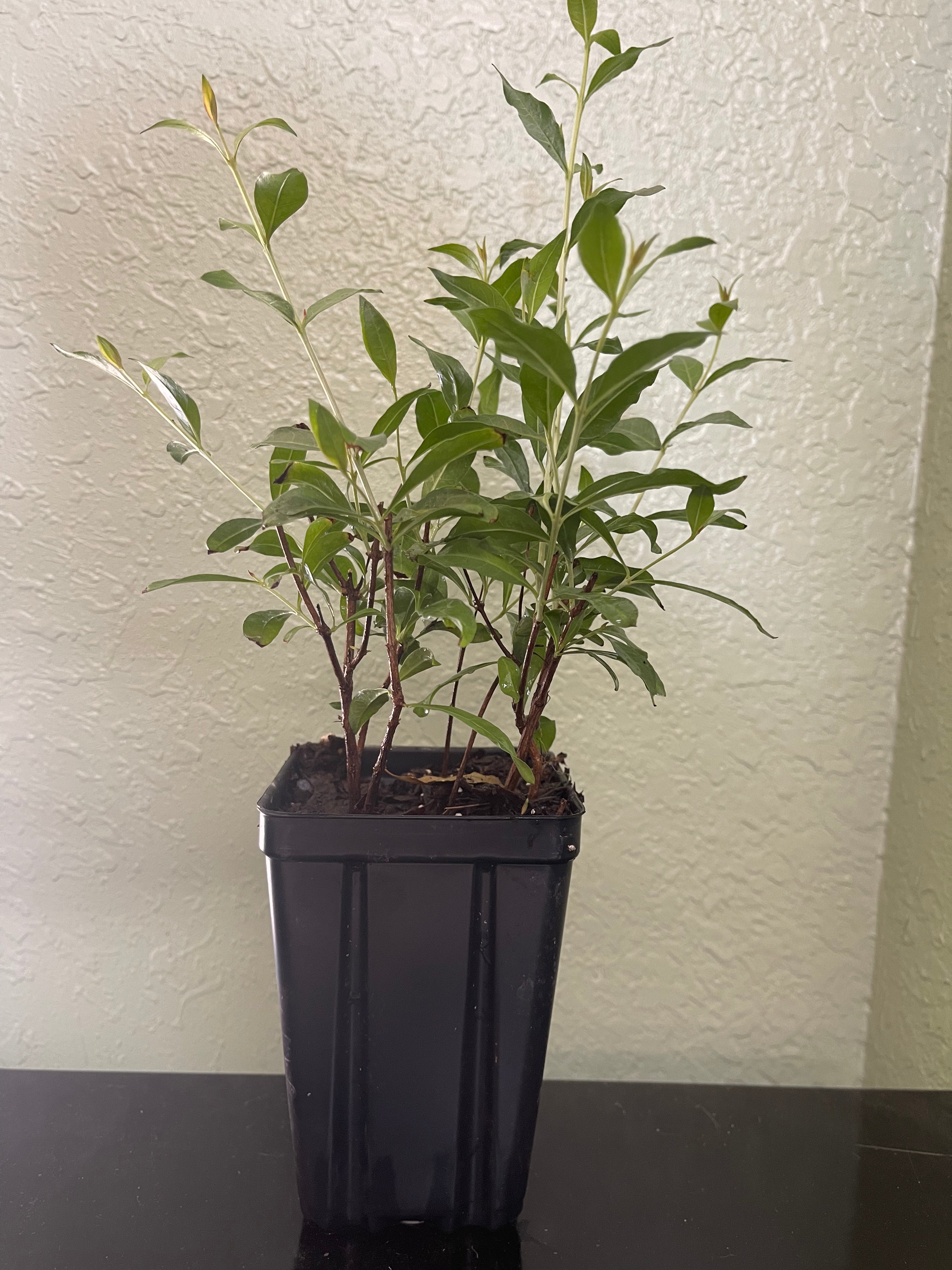 VVF001- Henna / గోరింటాకు - Single Liner in 4” pot – VVF Tropicals